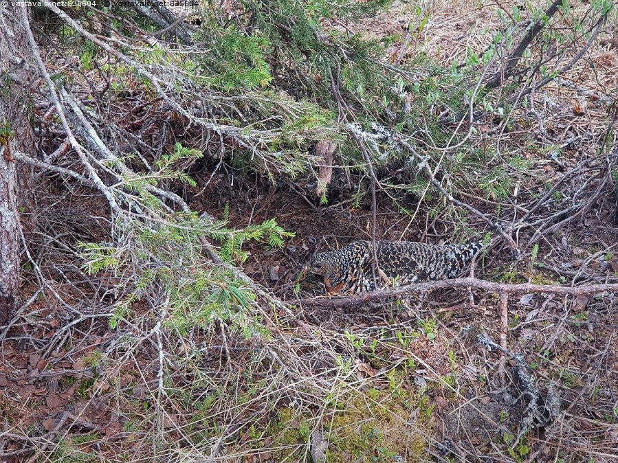 Kuva: Koppelo hautomassa - koppelo metso kanalintu metsäkana ...