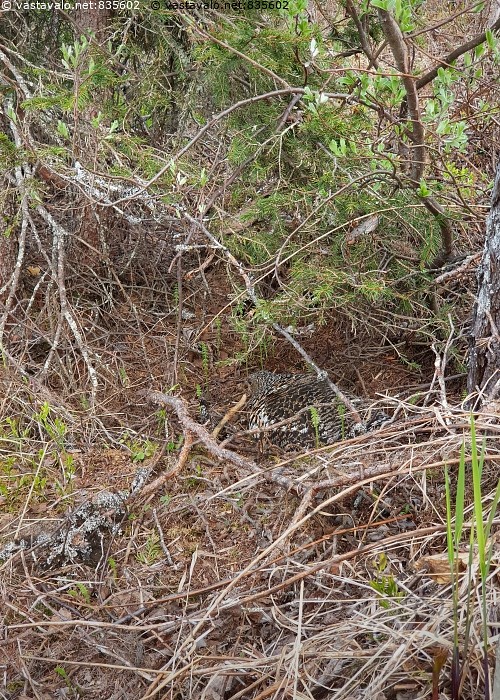 Kuva: Koppelo hautomassa - koppelo metso kanalintu metsäkana ...