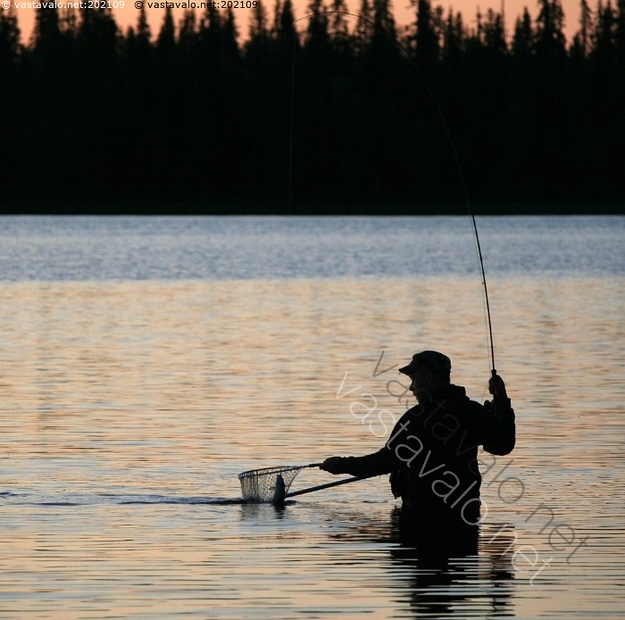 Kuva: Perhostelua 1 - ajatus antaa auringonkajo aurinko erämaa haavi ...