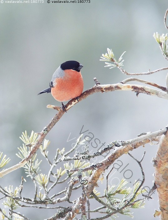 Kuva: punatulkku-uros - punatulkku lintu pyrrhula koiras talvi ...