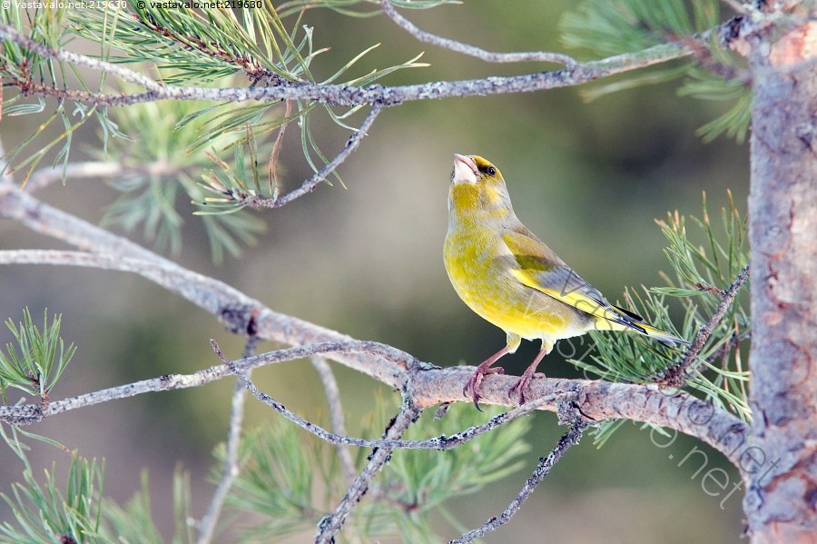 Kuva: viherpeippo - viherpeippo lintu bird Carduelis chloris kevät ...