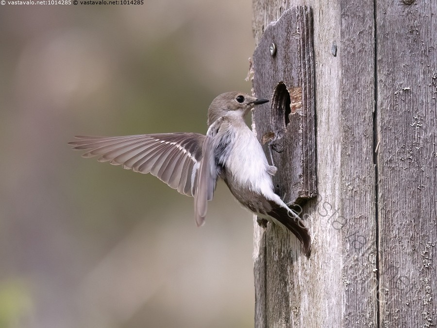 Kuva: Kirjosieppo - kirjosieppo naaras Ficedula hypoleuca lintu ...