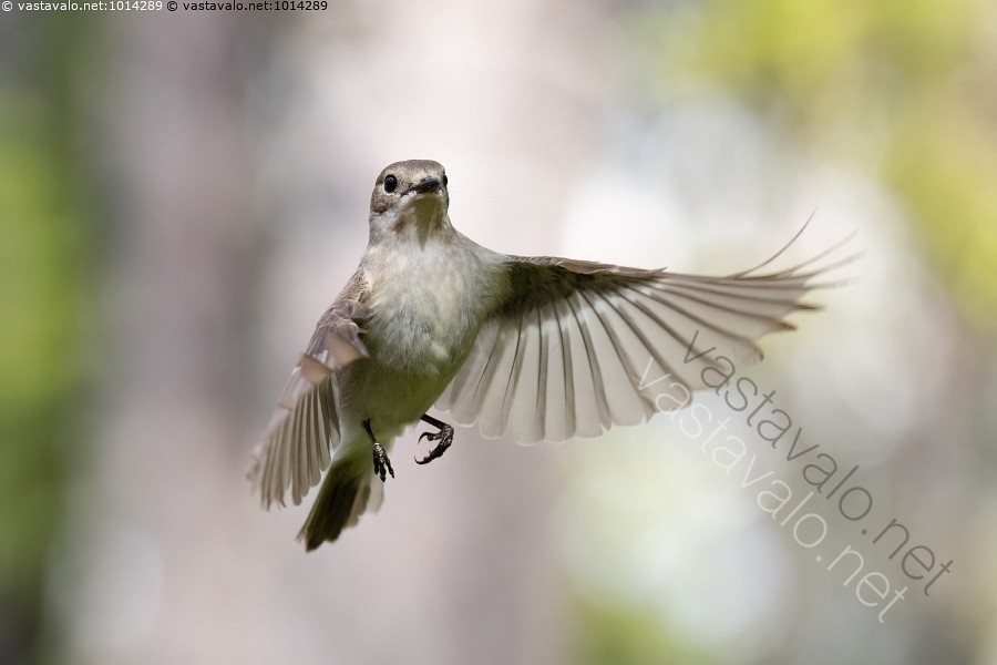 Kuva: Kirjosieppo - kirjosieppo Ficedula hypoleuca naaras lintu ...