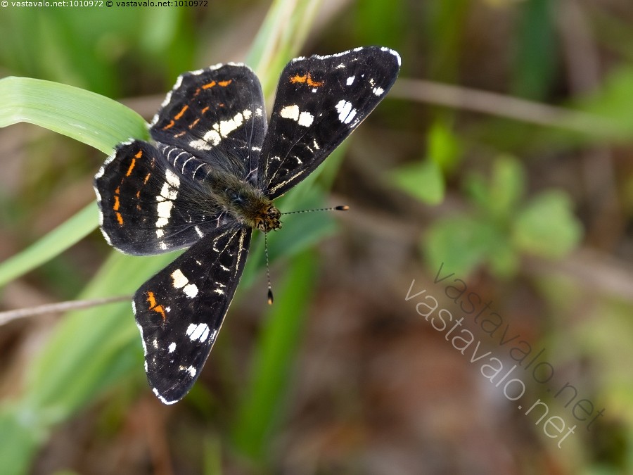 Kuva: Karttaperhonen - Araschnia levana täpläperhonen perhonen ...