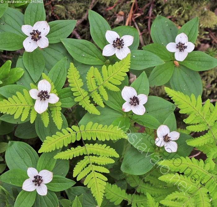 Kuva: Ruohokanukka - luonto kesä kasvi kasvit ruohokanukka Cornus ...