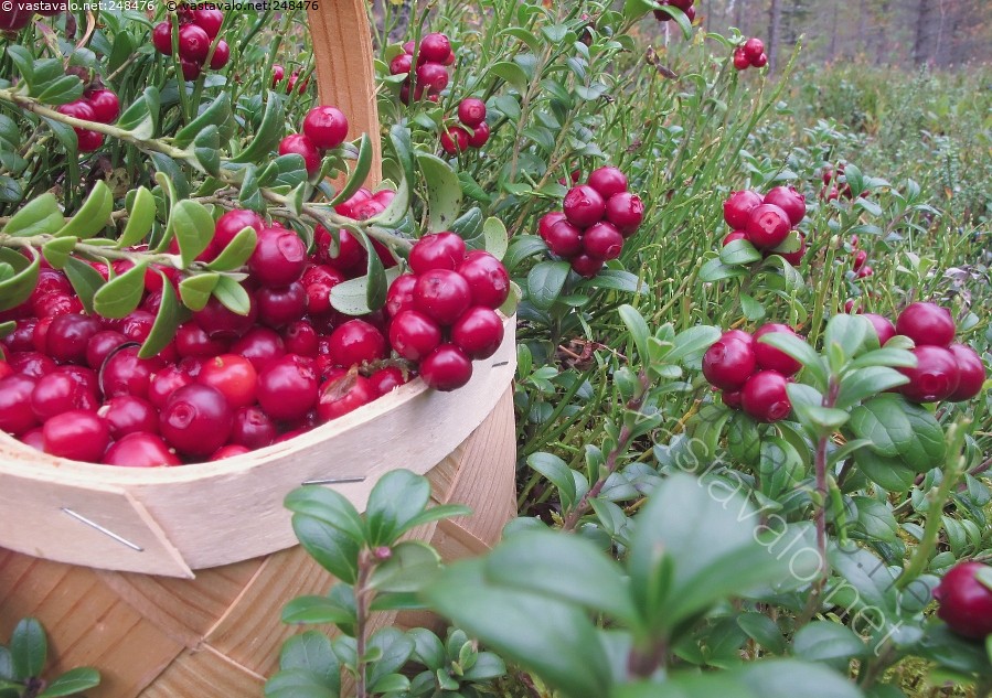 Kuva: puolukat - terveellinen terveelliset puolukka Vaccinium puolukat ...