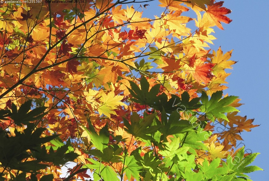 Kuva: Koreanvaahtera - Korean vaahtera Acer pseudosieboldianum ...