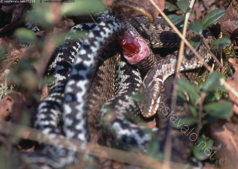 Kuva: kyyn parittelu - kyy vipera berus käärme kyykäärme parittelu ...