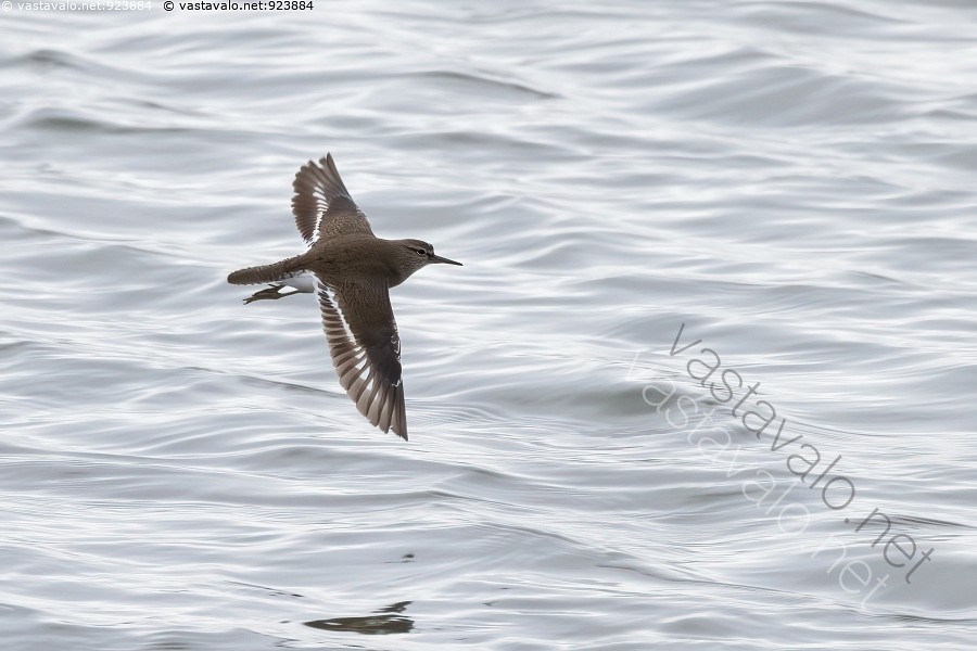 Kuva: Rantasipi - Actitis hypoleucos rantasipi vesi muuttolintu kevät ...