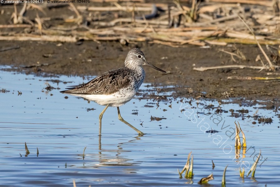 Kuva: Valkoviklo - valkoviklo Tringa nebularia toukokuu ilta ...