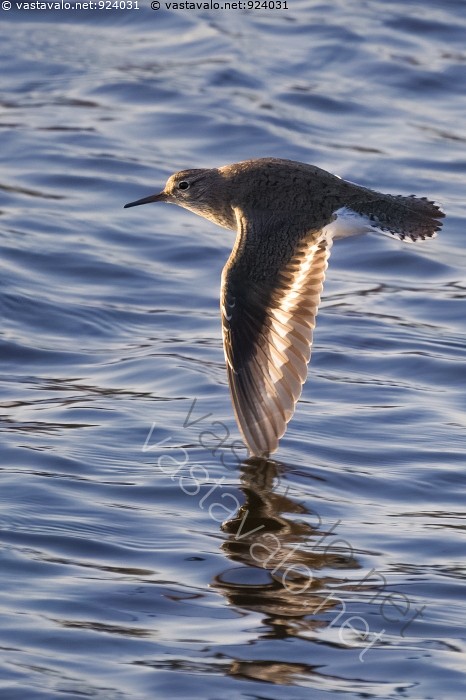 Kuva: Rantasipi - Actitis hypoleucos rantasipi vesi muuttolintu kevät ...