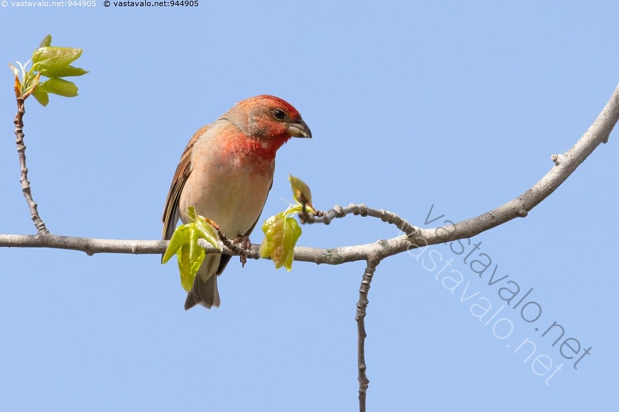 Kuva: Punavarpunen - punavarpunen Carpodacus erythrinus lintu ...