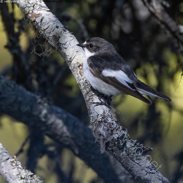 Kuva: Kirjosieppo - lintu pikkulintu muuttolintu kirjosieppo Ficedula ...