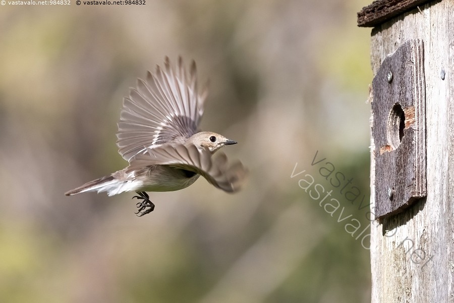 Kuva: Kirjosieppo - kirjosieppo Ficedula hypoleuca naaras lintu ...