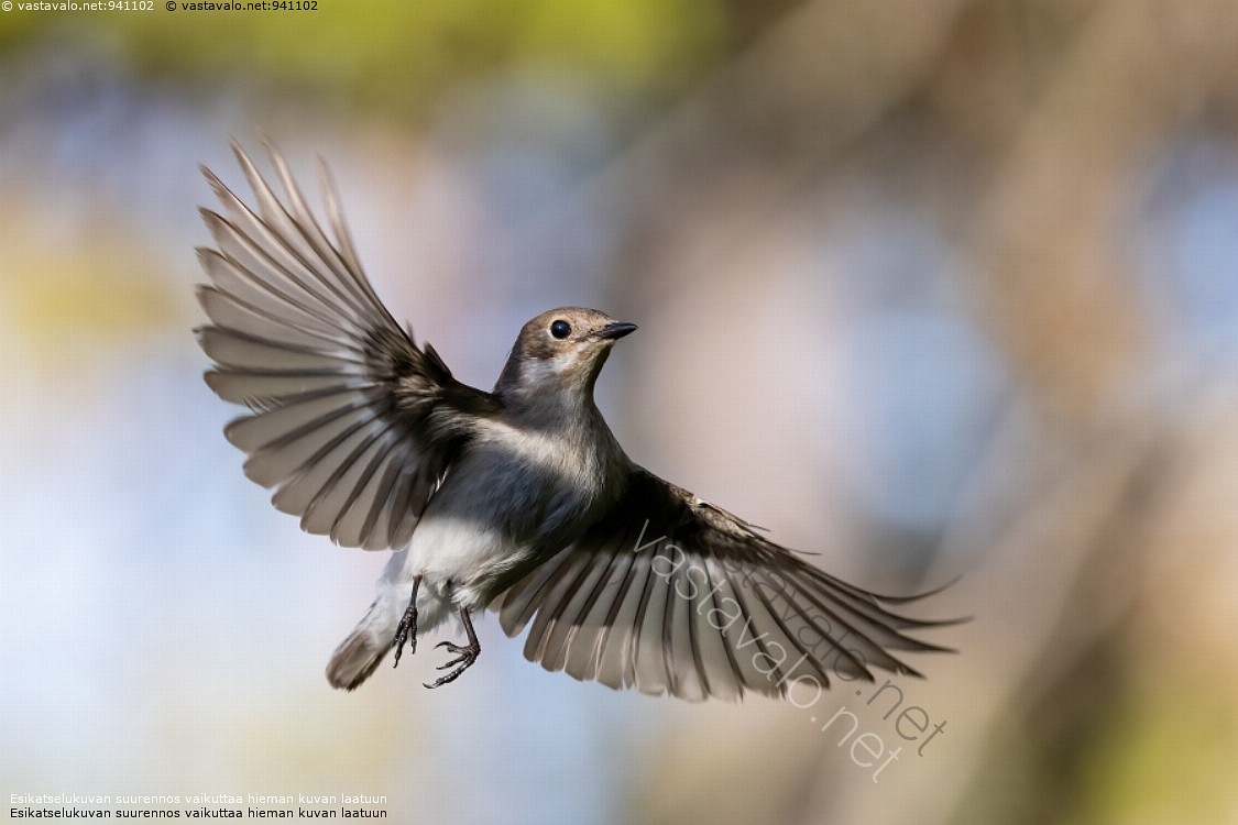 Kuva: Kirjosieppo - kirjosieppo Ficedula hypoleuca naaras lintu ...
