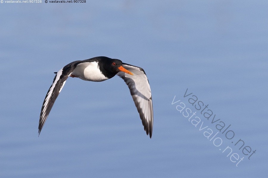 Kuva: Meriharakka - Haematopus ostralegus meriharakka lentää lento ...
