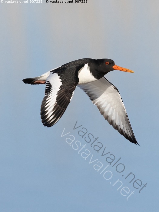 Kuva: Meriharakka - Haematopus ostralegus meriharakka lentää lento ...