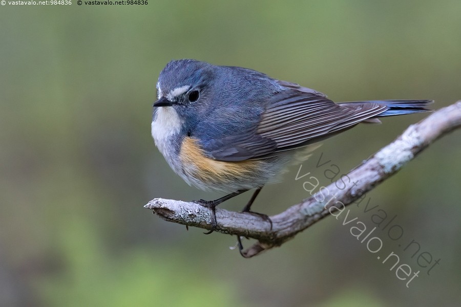 Kuva: Sinipyrstö - Luscinia cyanura Tarsiger cyanurus koiras lintu ...