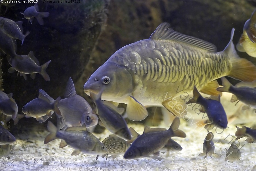 Kuva: Karppi - karppi Cyprinus carpio kalat akvaario särkikala ...