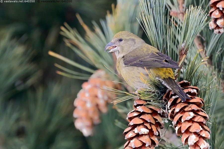 Kuva: Pikkukäpylintu - pikkukäpylintu Loxia curvirostra lintu linnut ...