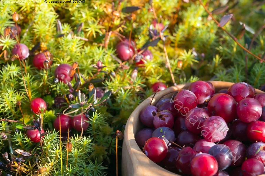 Kuva: karpalot - karpalo Vaccinium oxycoccus kanervakasvi suku ...