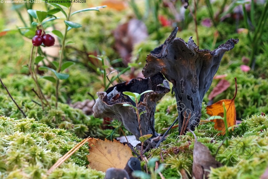 Kuva: Mustatorvisieni - sieni mustatorvisieni Craterellus ...