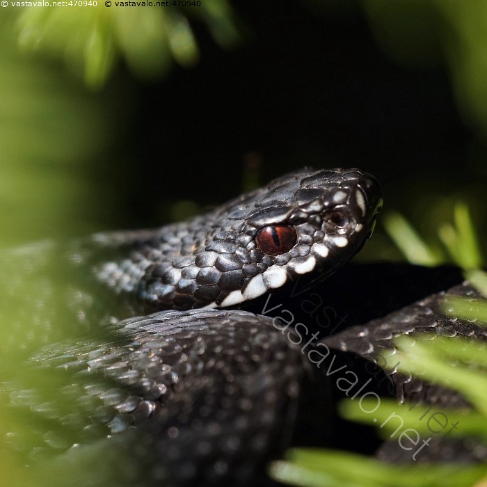 Kuva: Kyykäärme - kyy käärme matelija kyykäärme Vipera berus ...