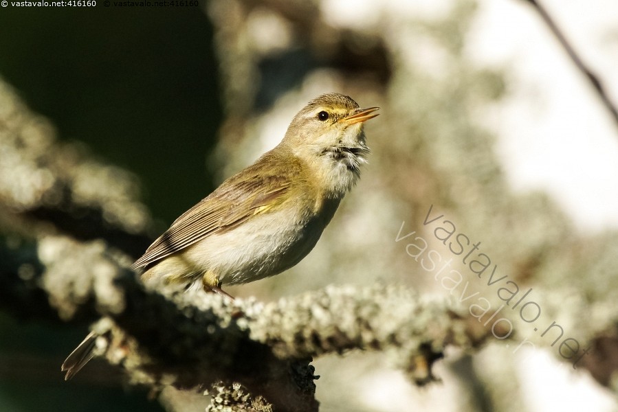 Kuva: Pajulintu - uunilintu pajulintu pieni lintu puu puussa koivu ...