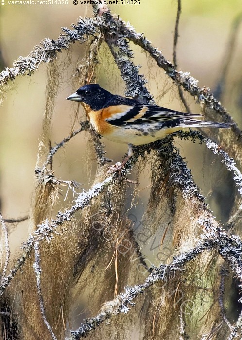 Kuva: Järripeippo - järripeippo peipot peipponen lintu linnut Fringilla ...