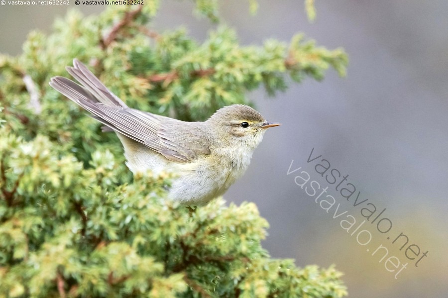 Kuva: Pajulintu - lintu muuttolintu pajulintu Phylloscopus trochilus ...