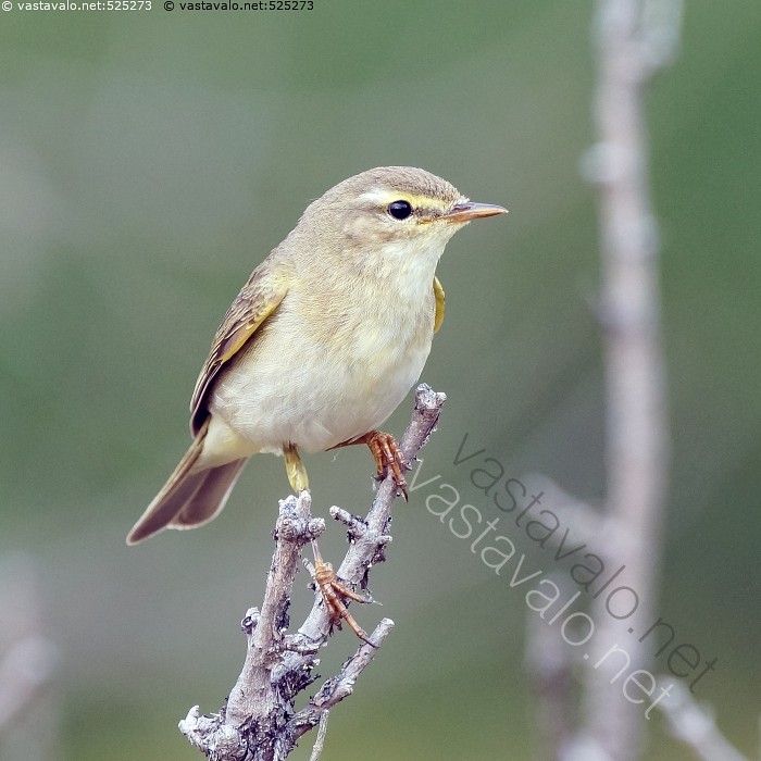 Kuva: Pajulintu - pajulintu Phylloscopus trochilus kesäpäivä uunilintu ...