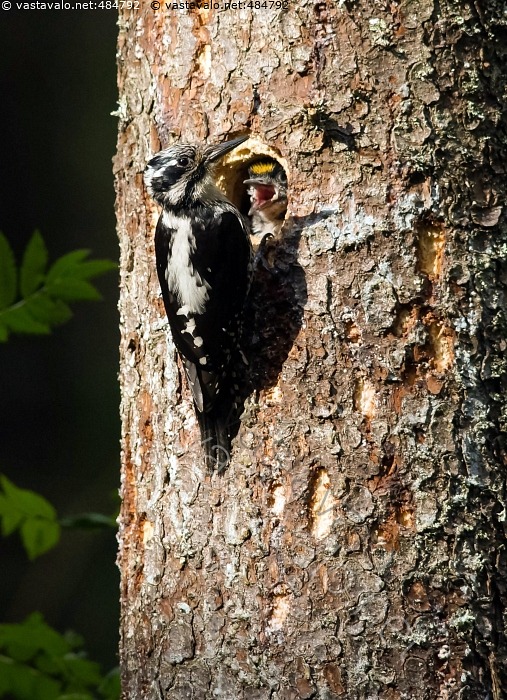 Kuva: Pohjantikka - pohjantikka Picoides tridactylus poikanen koiras ...