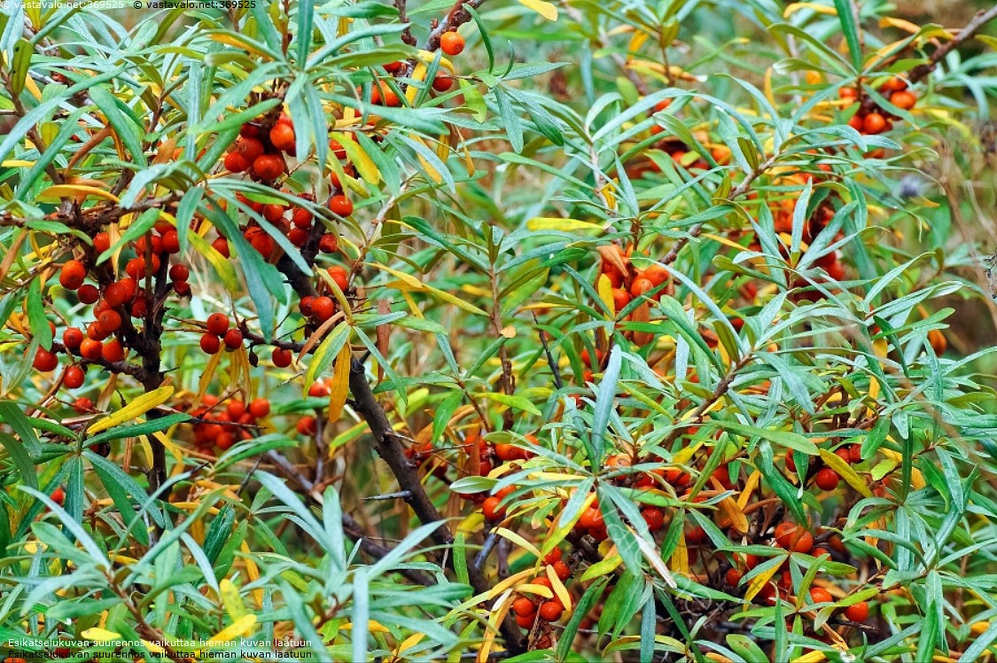 Kuva: Tyrnipensas - tyrni marja marjat luonnonvarainen pensas piikkinen ...