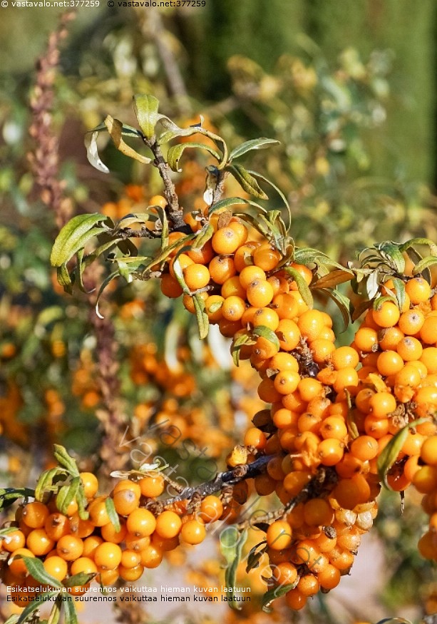 Kuva: Tyrnimarja - tyrni tyrnimarjapensas tyrnimarja tyrnimarjat ...