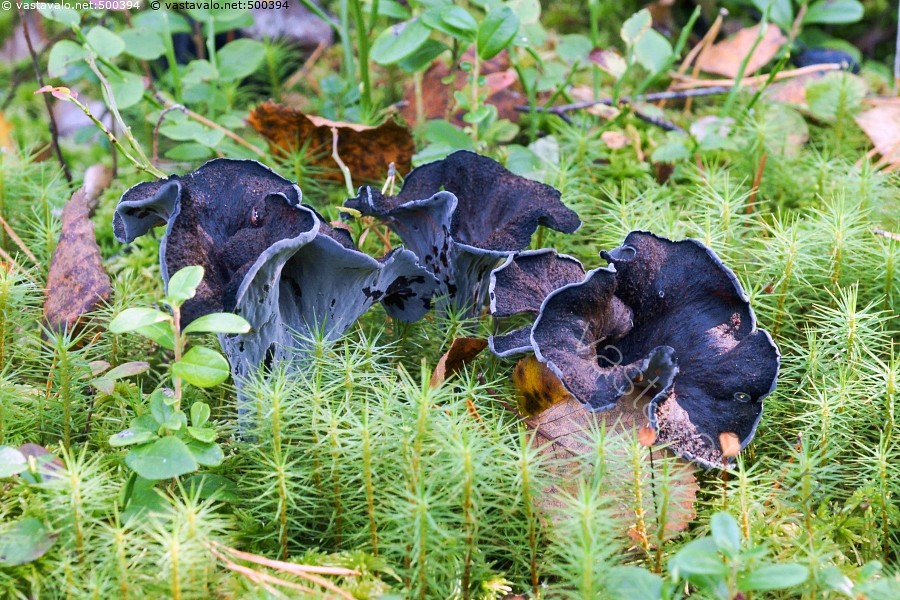 Kuva: Mustatorvisieni - sieni mustatorvisieni Craterellus ...