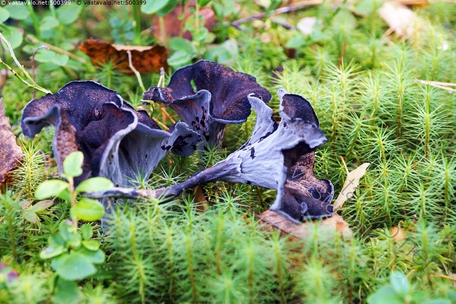 Kuva: Mustatorvisieni - sieni mustatorvisieni Craterellus ...