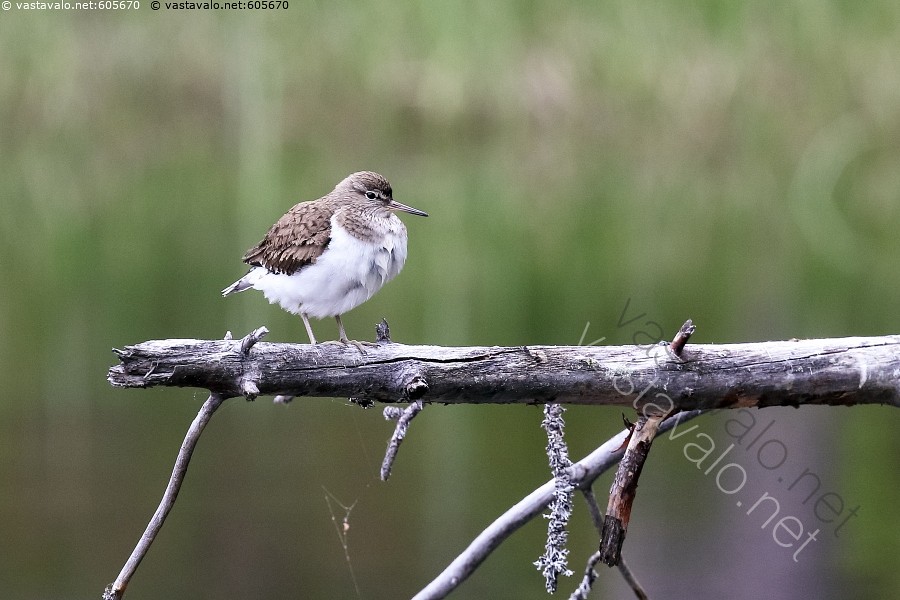 Kuva: Rantasipi - rantasipi kahlaaja tähystäjä Actitis hypoleucos ...