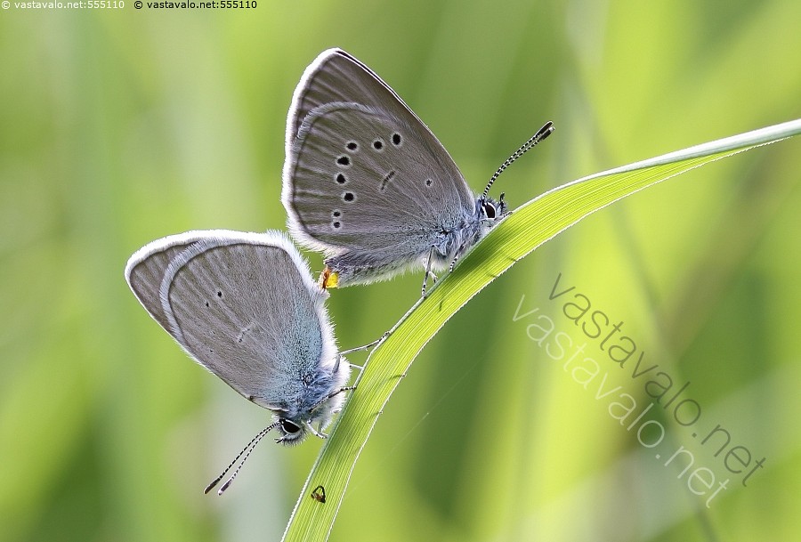 Kuva: Perhosten parittelu - perhoset perhonen parittelu lisääntyminen ...