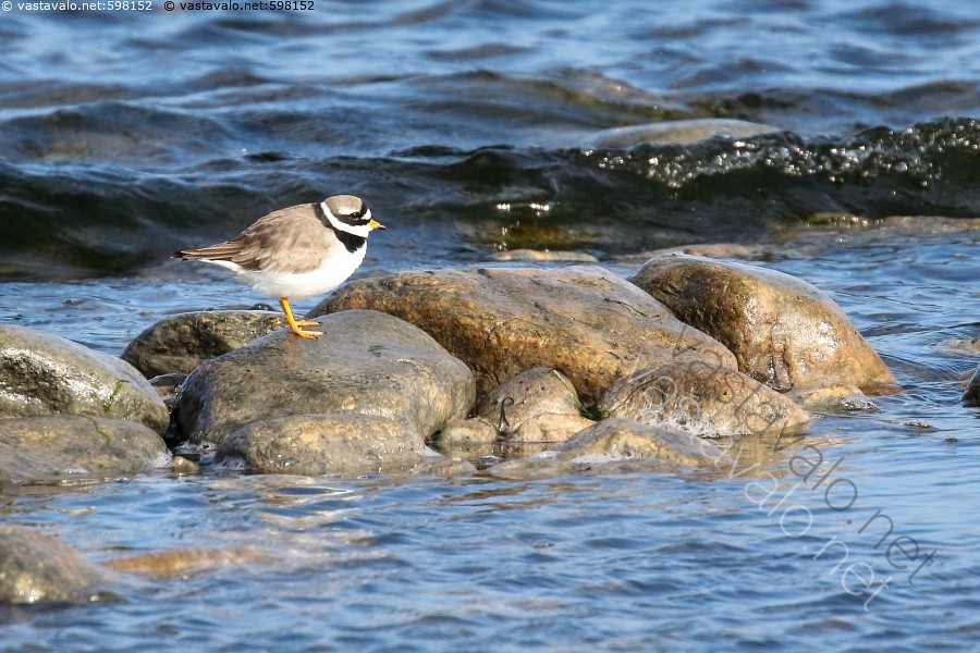 Kuva: Tylli - Charadrius hiaticula tylli kurmitsa kahlaaja rantalintu ...