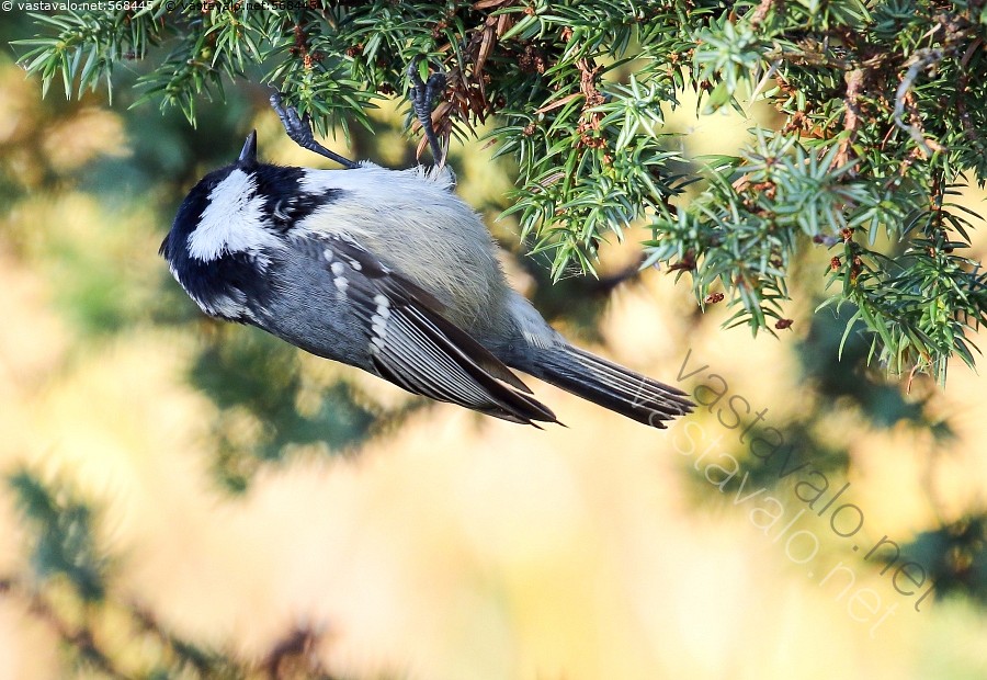 Kuva: Kuusitiainen - kuusitiainen kuusi tiainen puu puussa oksa oksalla ...