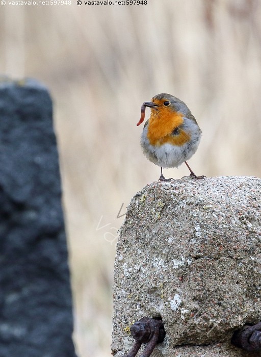 Kuva: Punarinta syömässä - punarinta kevät muuttolintu muuttoaika ...