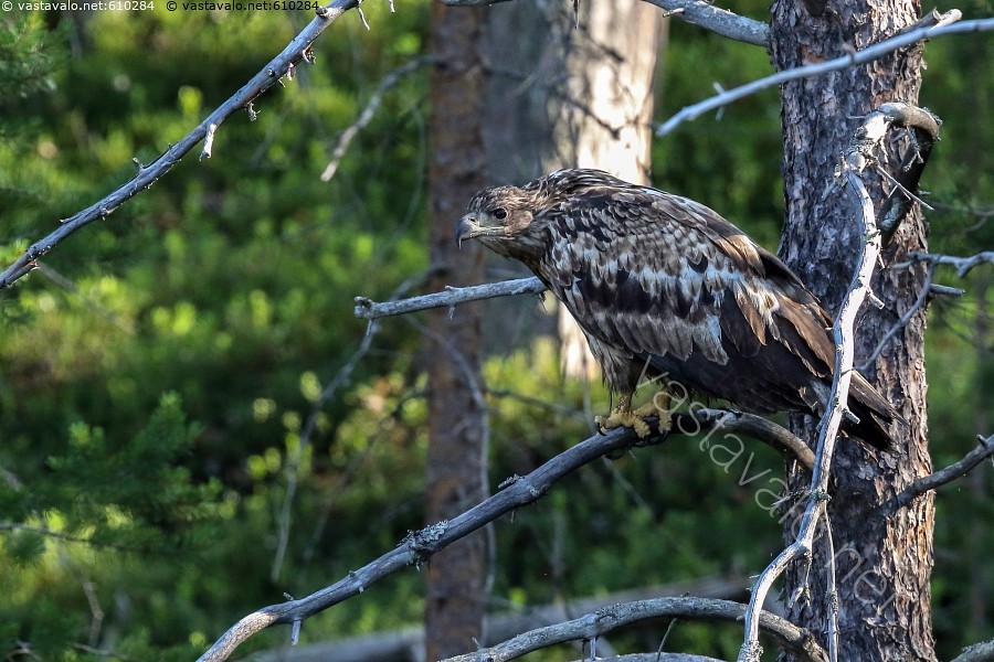Kuva: Merikotka - merikotka esiaikuinen Haliaeetus albicilla nuori ...