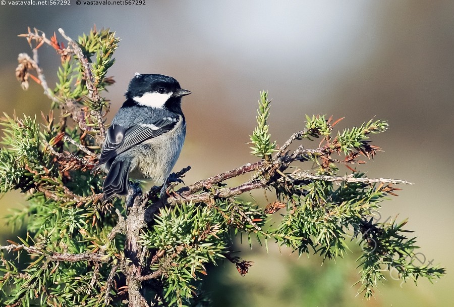 Kuva: Kuusitiainen - kuusitiainen kuusi tiainen puu puussa oksa oksalla ...