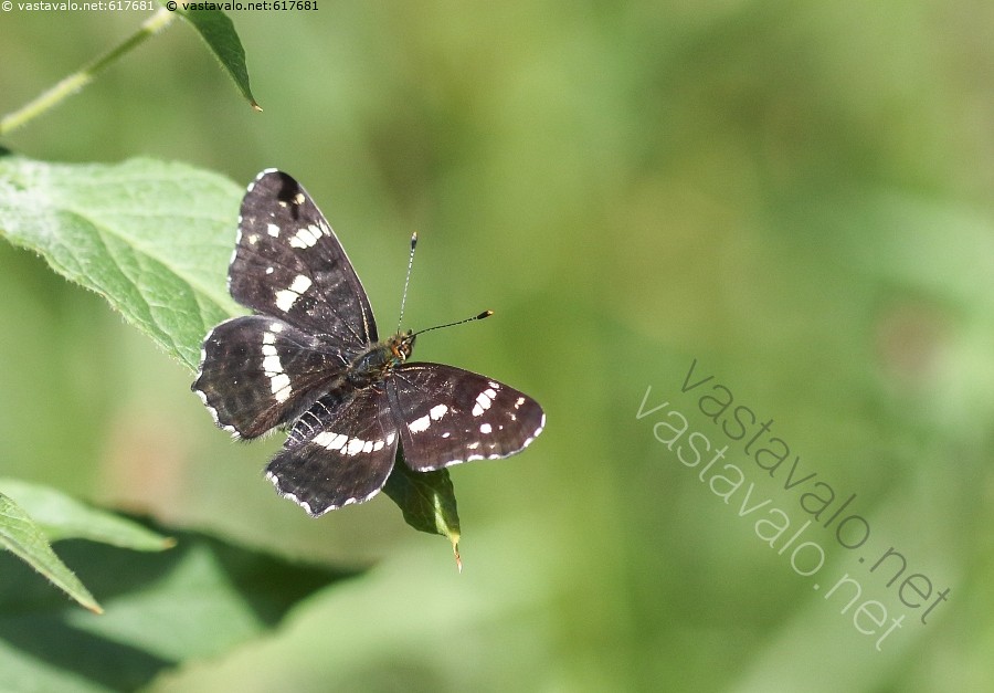 Kuva: Karttaperhonen - karttaperhonen Araschnia levana täpläperhonen ...