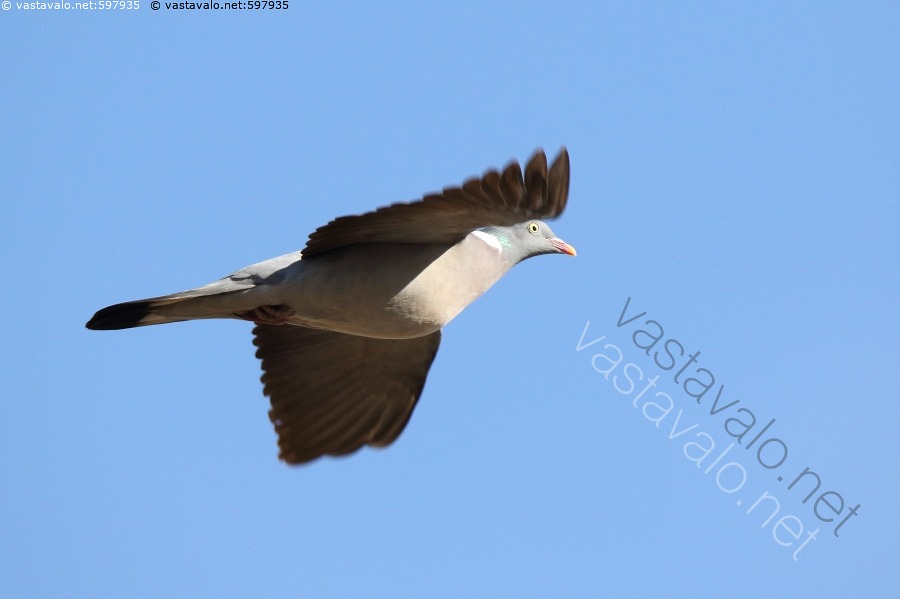 Kuva: Sepelkyyhky - sepelkyyhky Columba palumbus lentää lennossa kevät ...