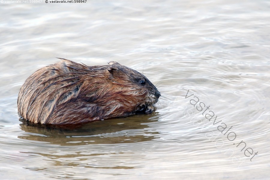 Kuva: Piisami - Ondatra zibethicus piisami myyrät jyrsijä vesirotta ...