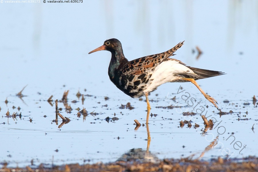 Kuva: Suokukko - Suokukko Philomachus Calidris pugnax kahlaaja ...