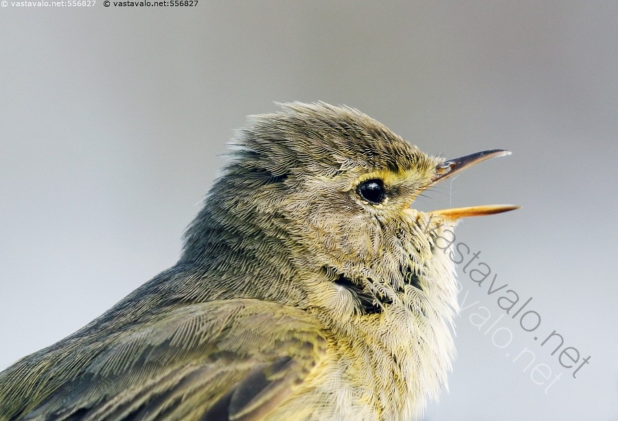 Kuva: Pajulintu - uunilintu pajulintu pieni lintu pikkulintu herkkä ...