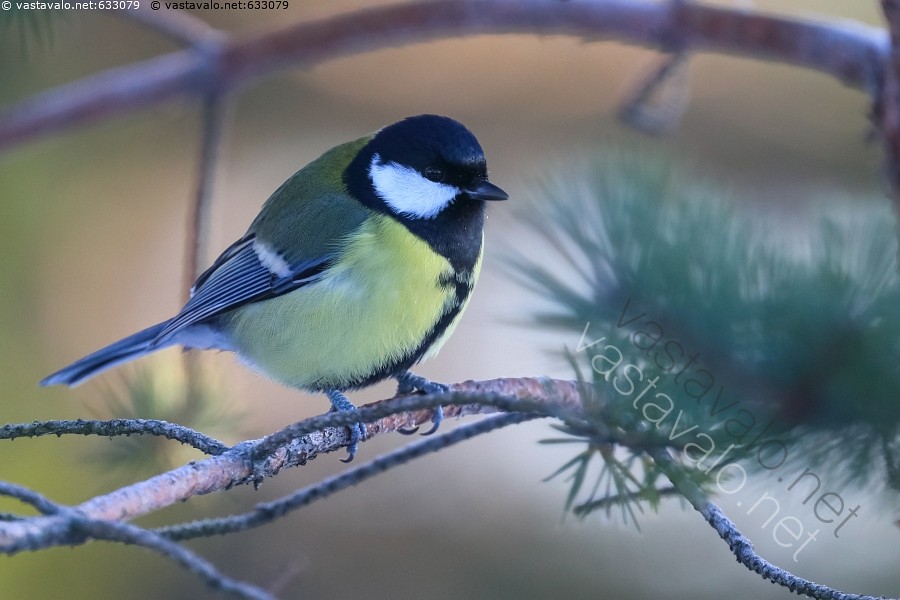 Kuva: Talitiainen - talitiainen tiainen tiaiset Parus major lintu ...