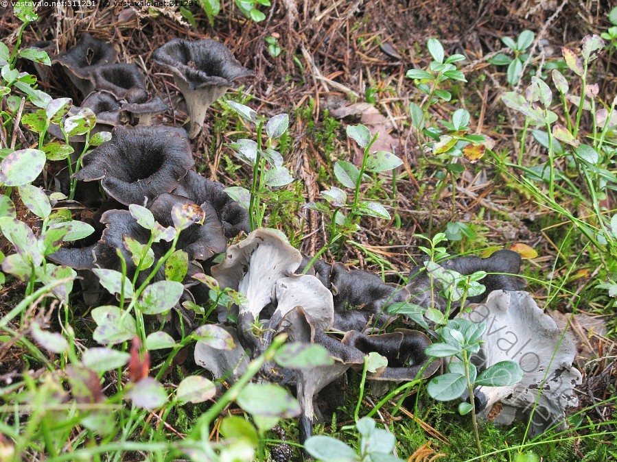 Kuva: Mustatorvisienet - musta torvisieni mustatorvisieni craterellus ...